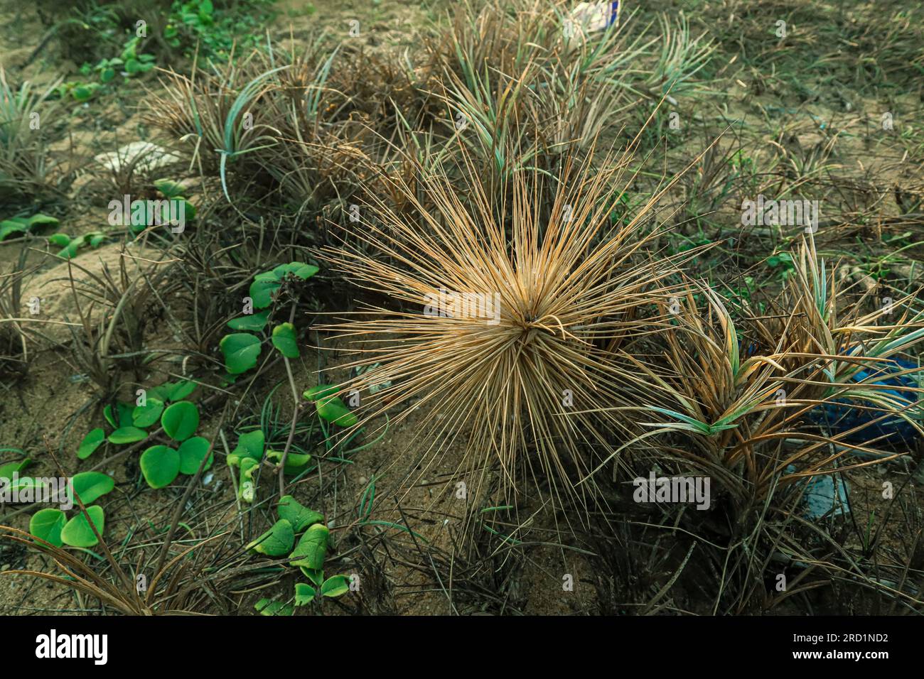 Spinifex texture hi-res stock photography and images - Alamy