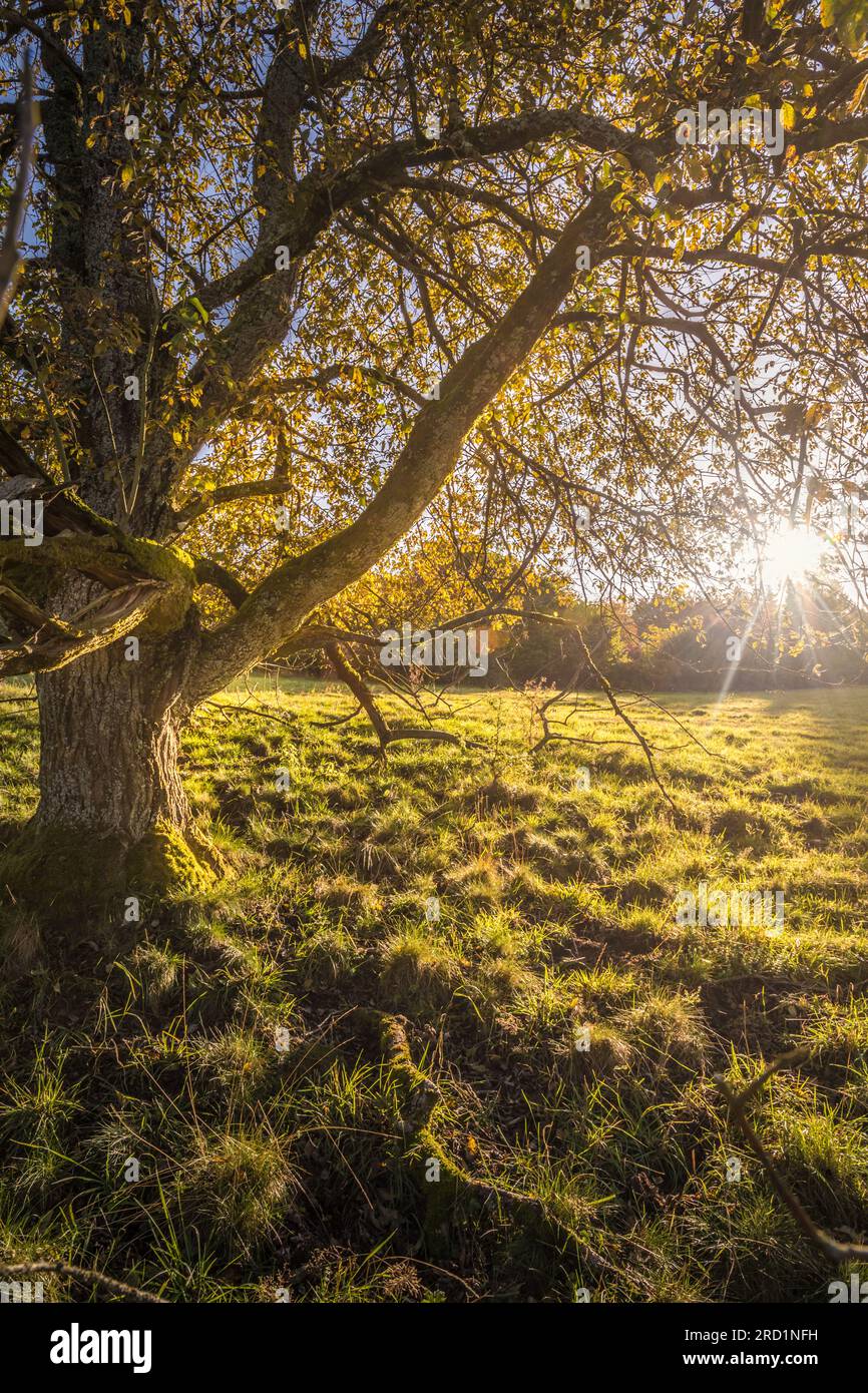 Walnut tree in the evening hi-res stock photography and images - Alamy