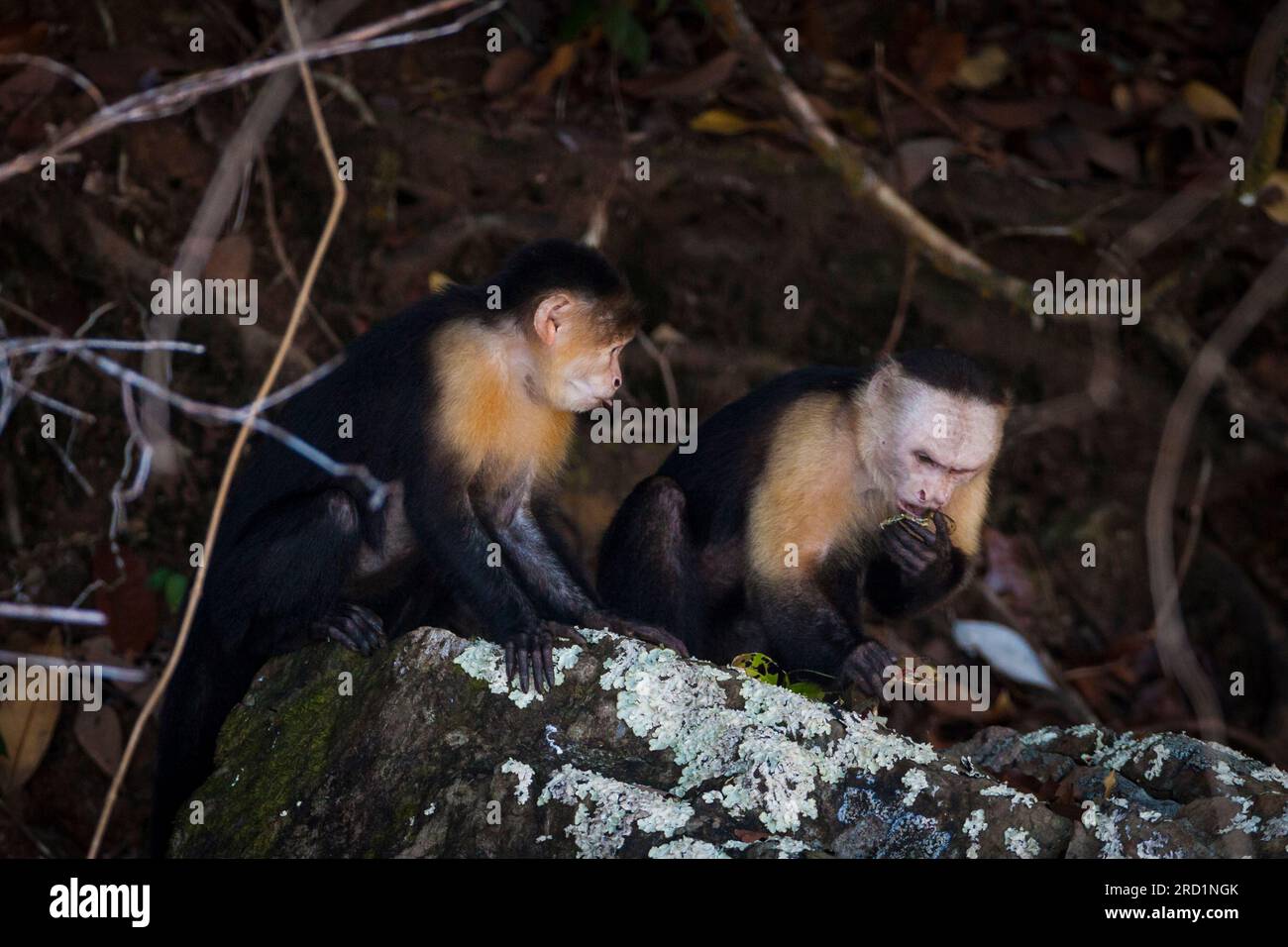 White-faced Capuchin, Cebus imitator, feeding on a Green Iguana at ...