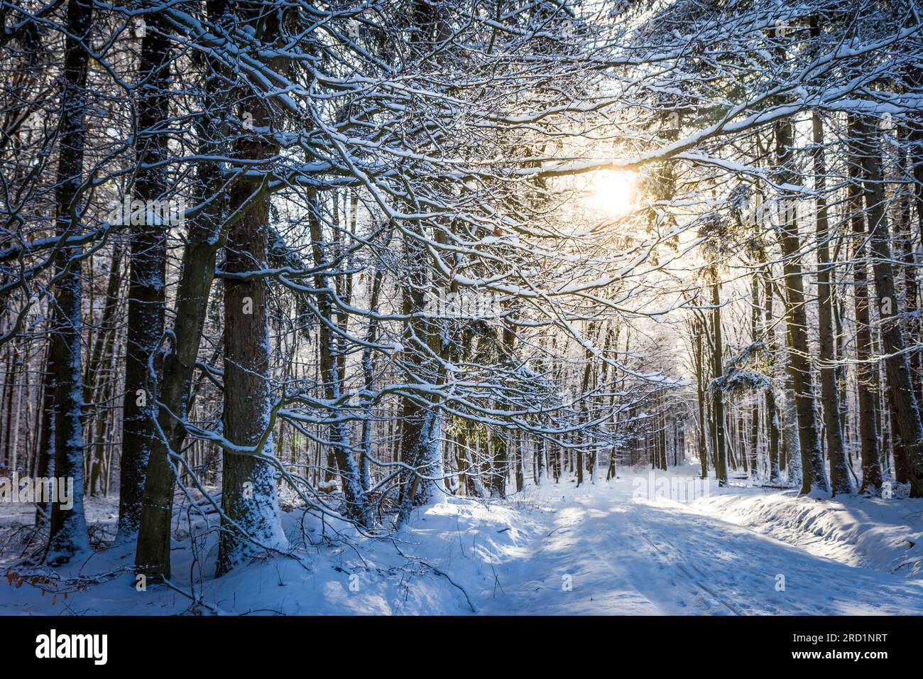 geography / travel, Germany, Hesse, Niedernhausen, winter forest in the ...
