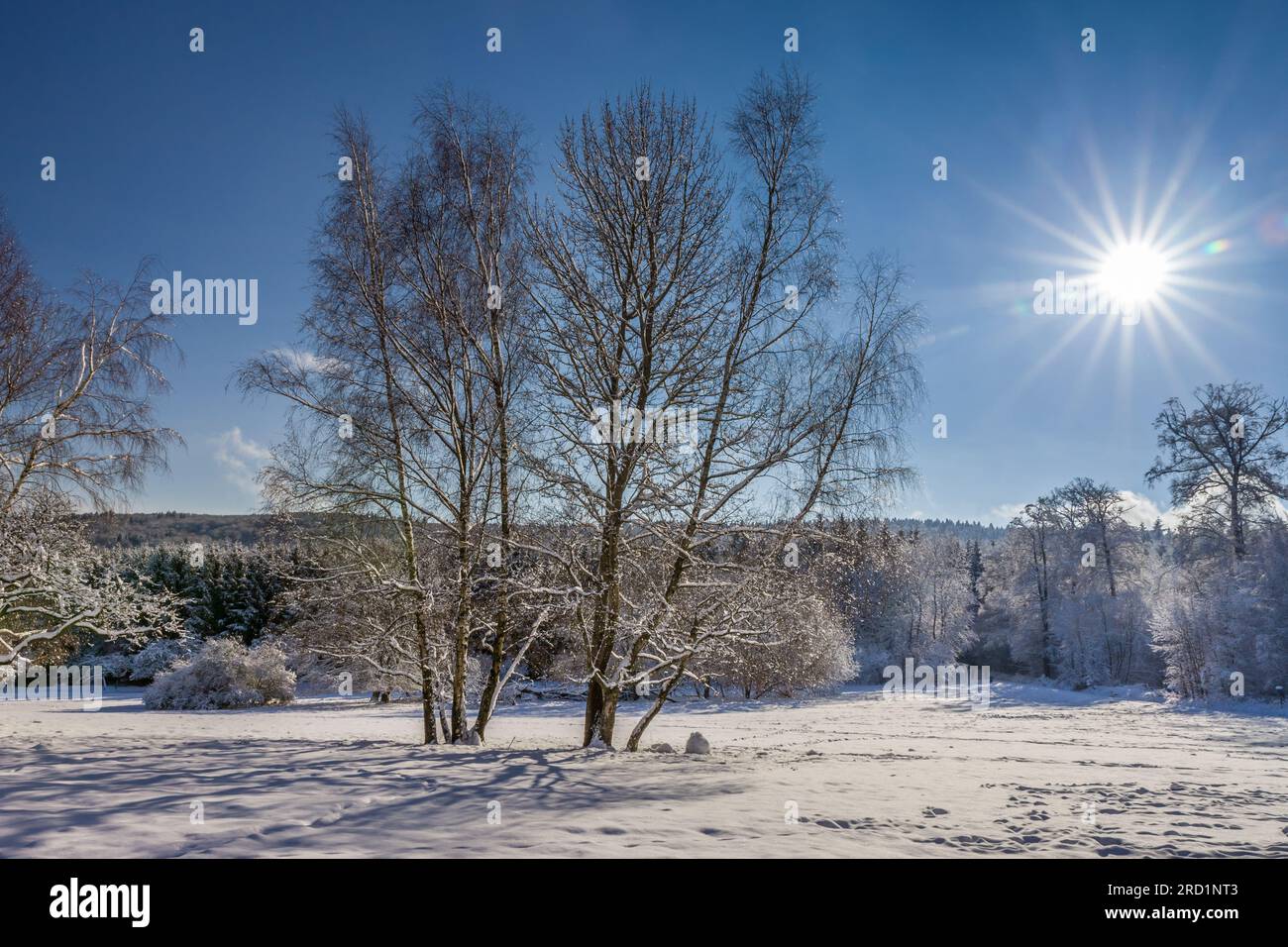 geography / travel, Germany, Hesse, Niedernhausen, winter forest in the ...