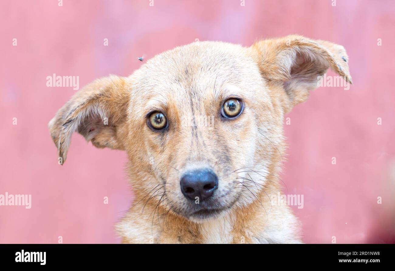 A portrait of a dog with yellow eyes, with its ears spreading and a fly ...