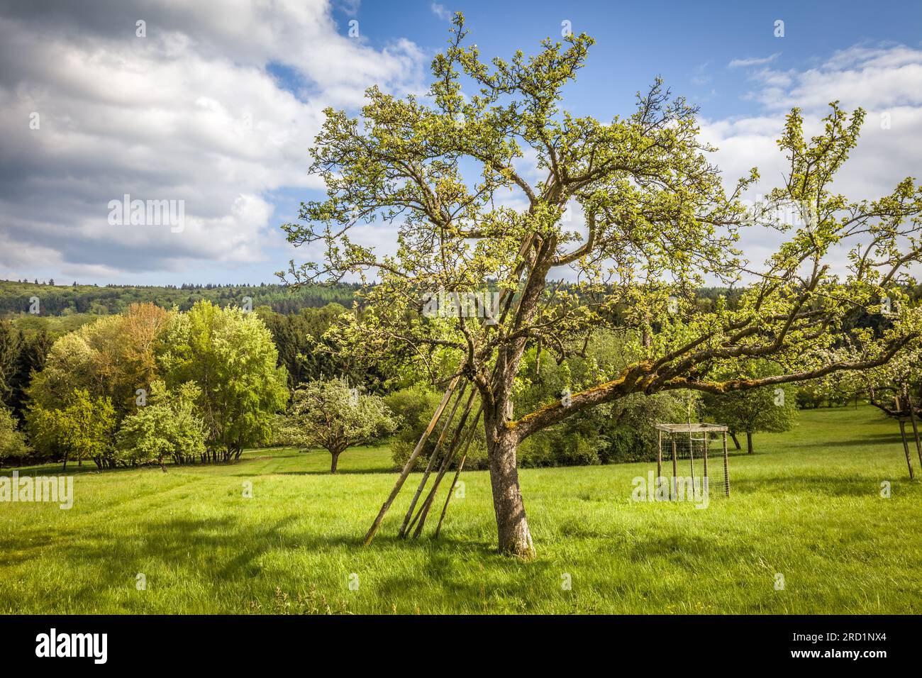 geography / travel, Germany, Hesse, Niedernhausen, meadow with ...