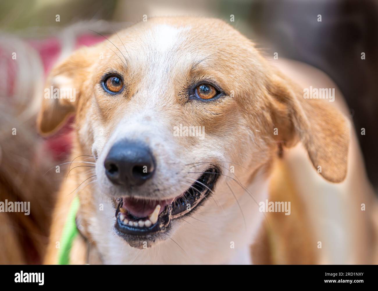 Happy doggy hi-res stock photography and images - Alamy