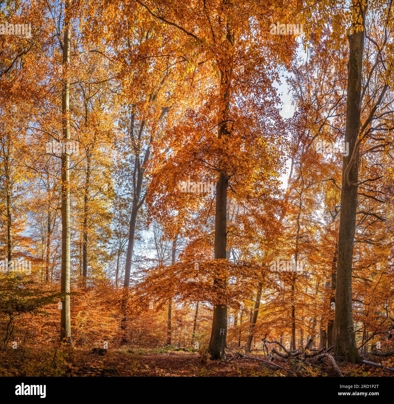 geography / travel, Germany, Hesse, Niedernhausen, ADDITIONAL-RIGHTS ...