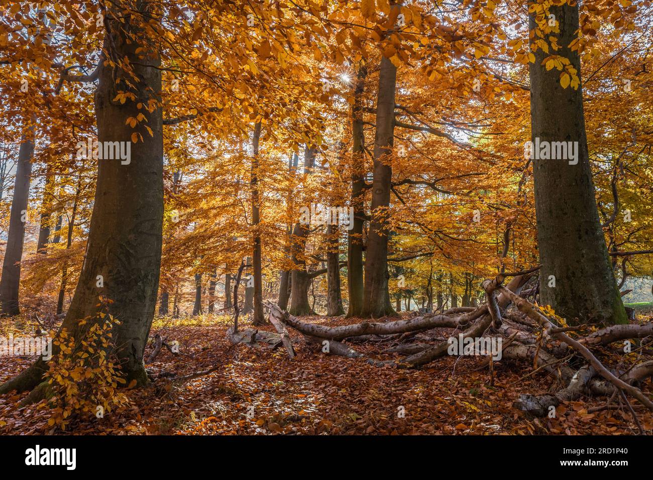 geography / travel, Germany, Hesse, Niedernhausen, ADDITIONAL-RIGHTS ...