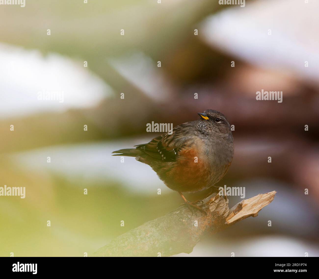 Alpine accentor (Prunella collaris nipalensis) near Pangot, central ...