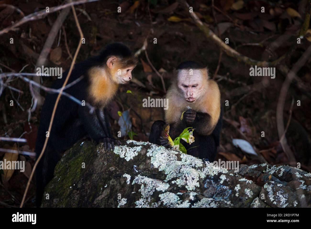 White-faced Capuchin, Cebus imitator, feeding on a Green Iguana at ...