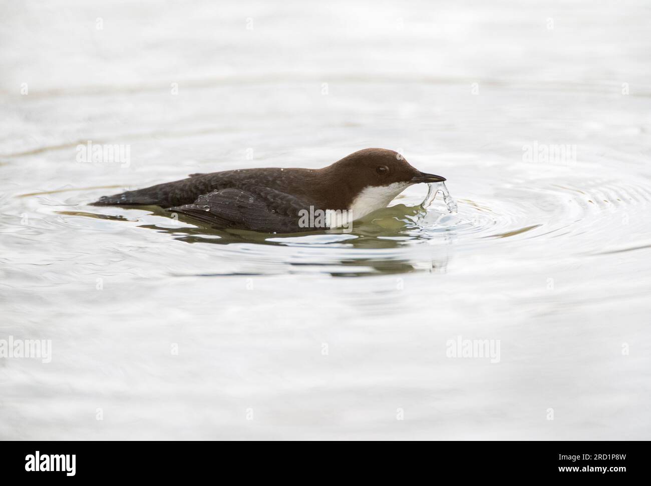 Wintering White-throated Dipper (Cinclus cinclus) in Nijmegen ...