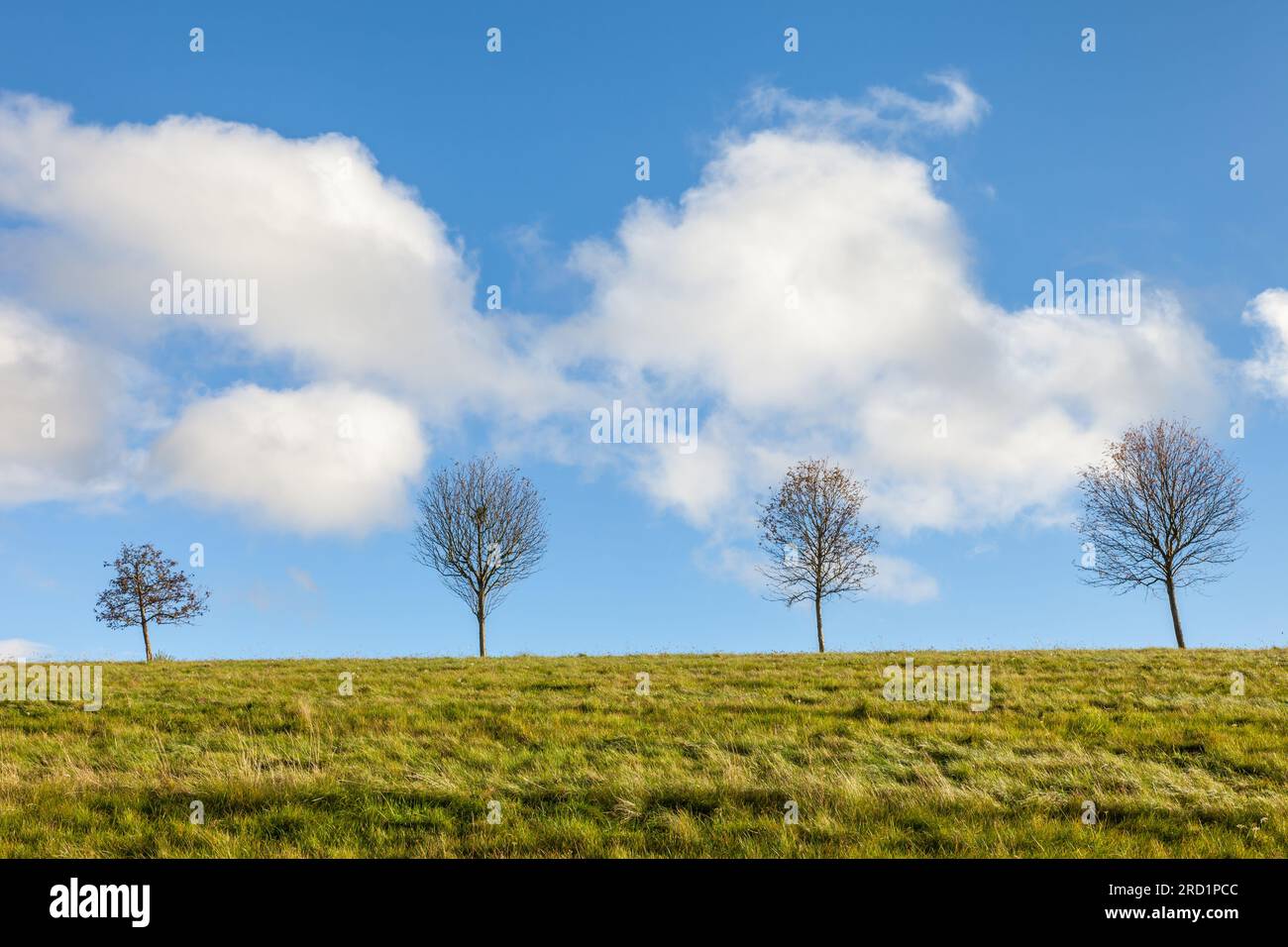 Horizon line trees hi-res stock photography and images - Alamy