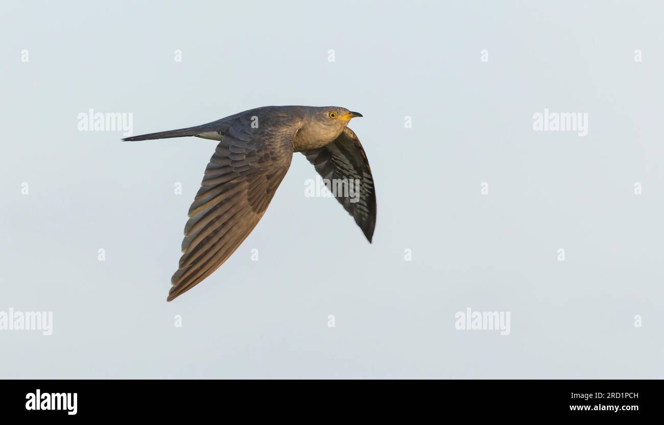 Male Common Cuckoo, Cuculus canorus, in flight Stock Photo - Alamy