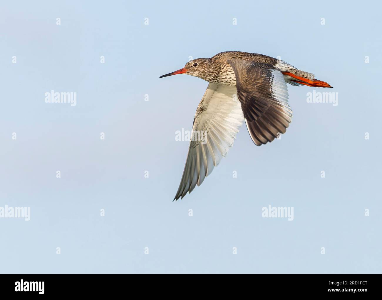Adult Common Redshank, Tringa totanus, in flight in the Netherlands ...