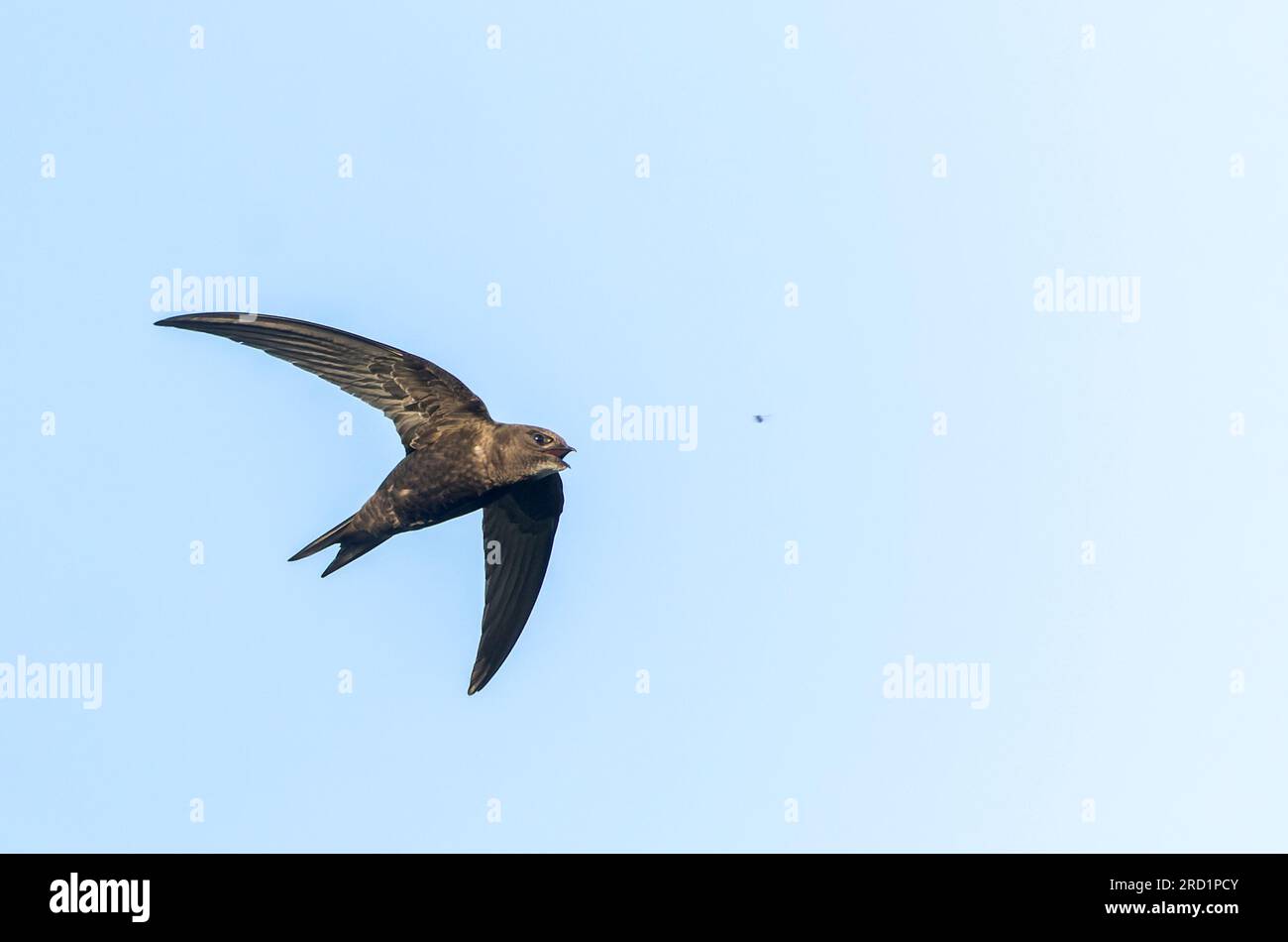 Common Swift, Apus apus, in flight over dunes of Berkheide, Netherlands ...