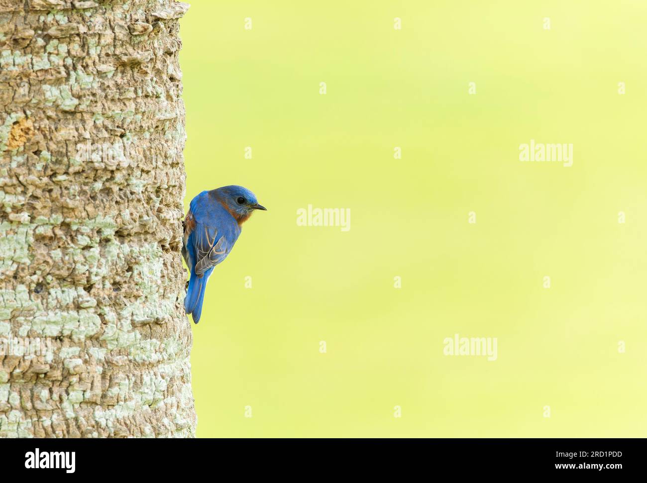 Bluebird species hi-res stock photography and images - Alamy