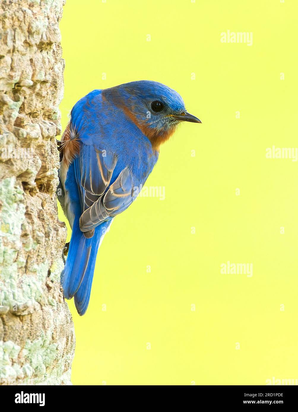 Bluebird species hi-res stock photography and images - Alamy