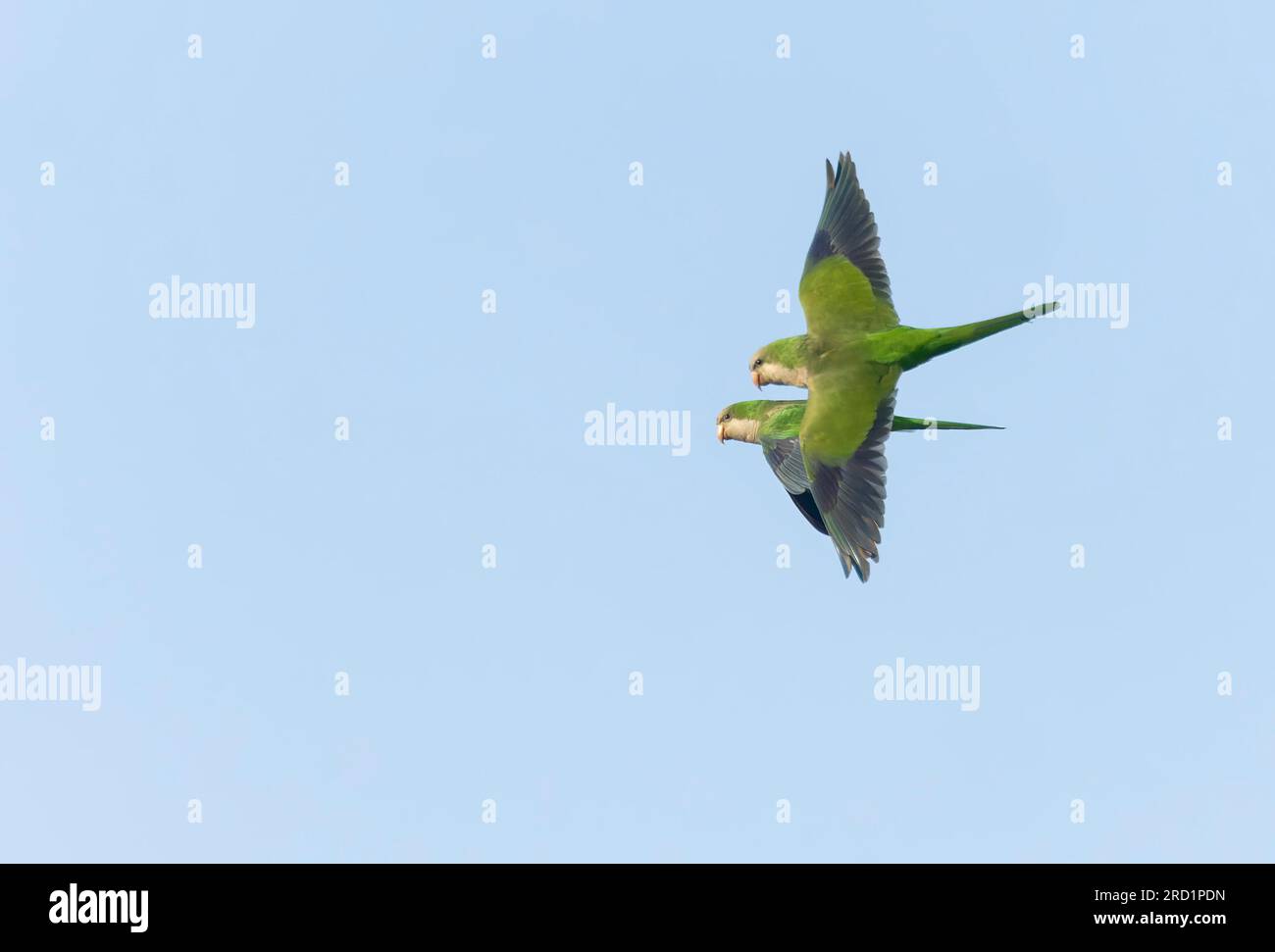 Monk parakeet (Myiopsitta monachus), also known as the Quaker parrot ...
