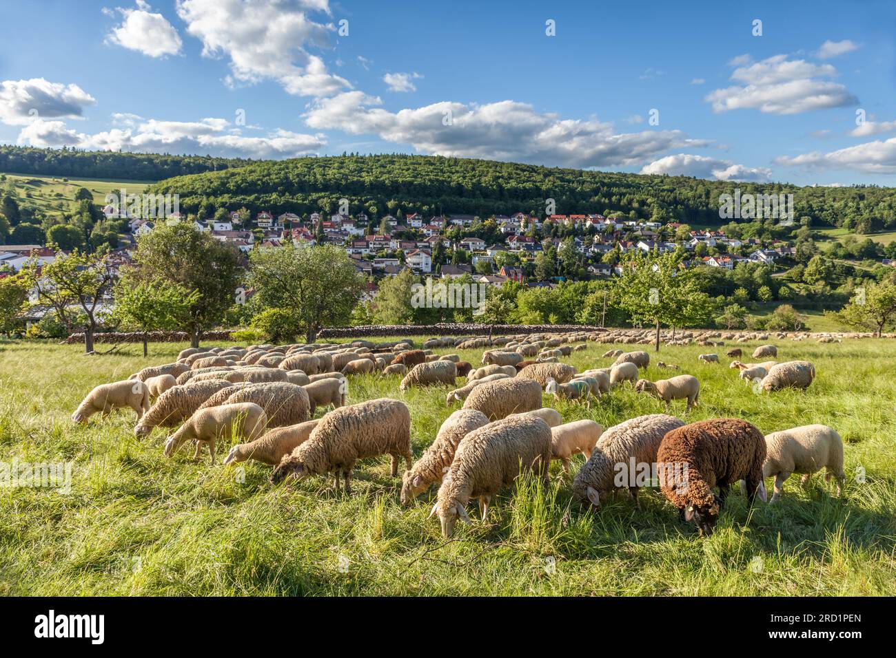 geography / travel, Germany, Hesse, Niedernhausen, flock of sheep in ...