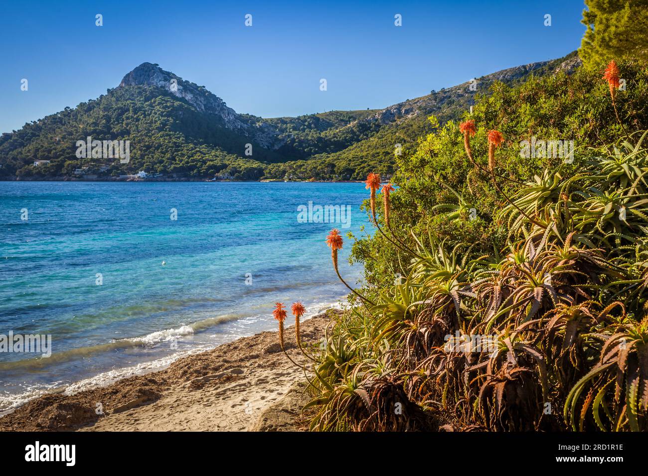geography / travel, Spain, Majorca, harbour de Pollenca, beach Platja ...