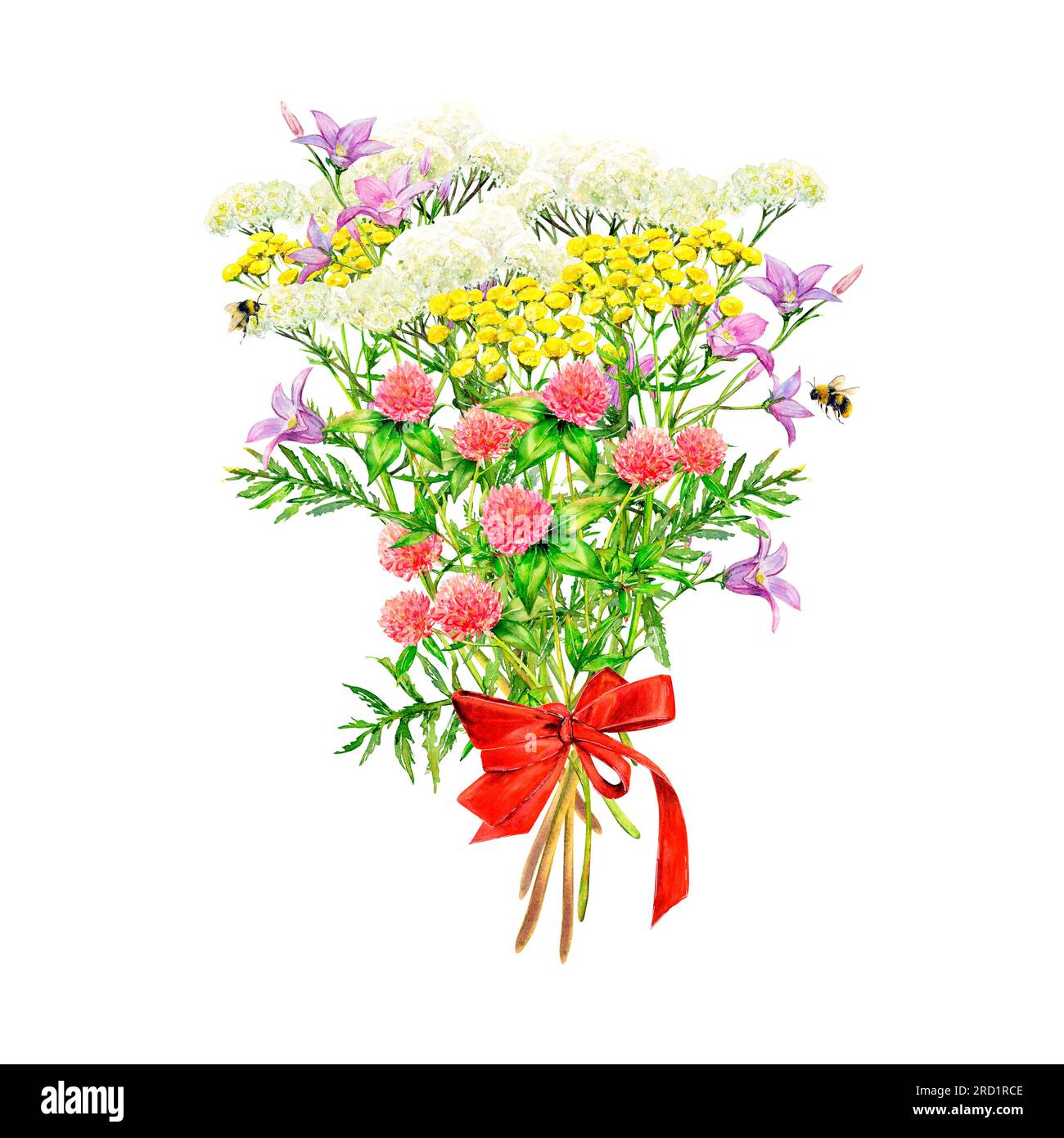 Realistic bouquet of meadow wildflowers - field bell, clover, yarrow ...