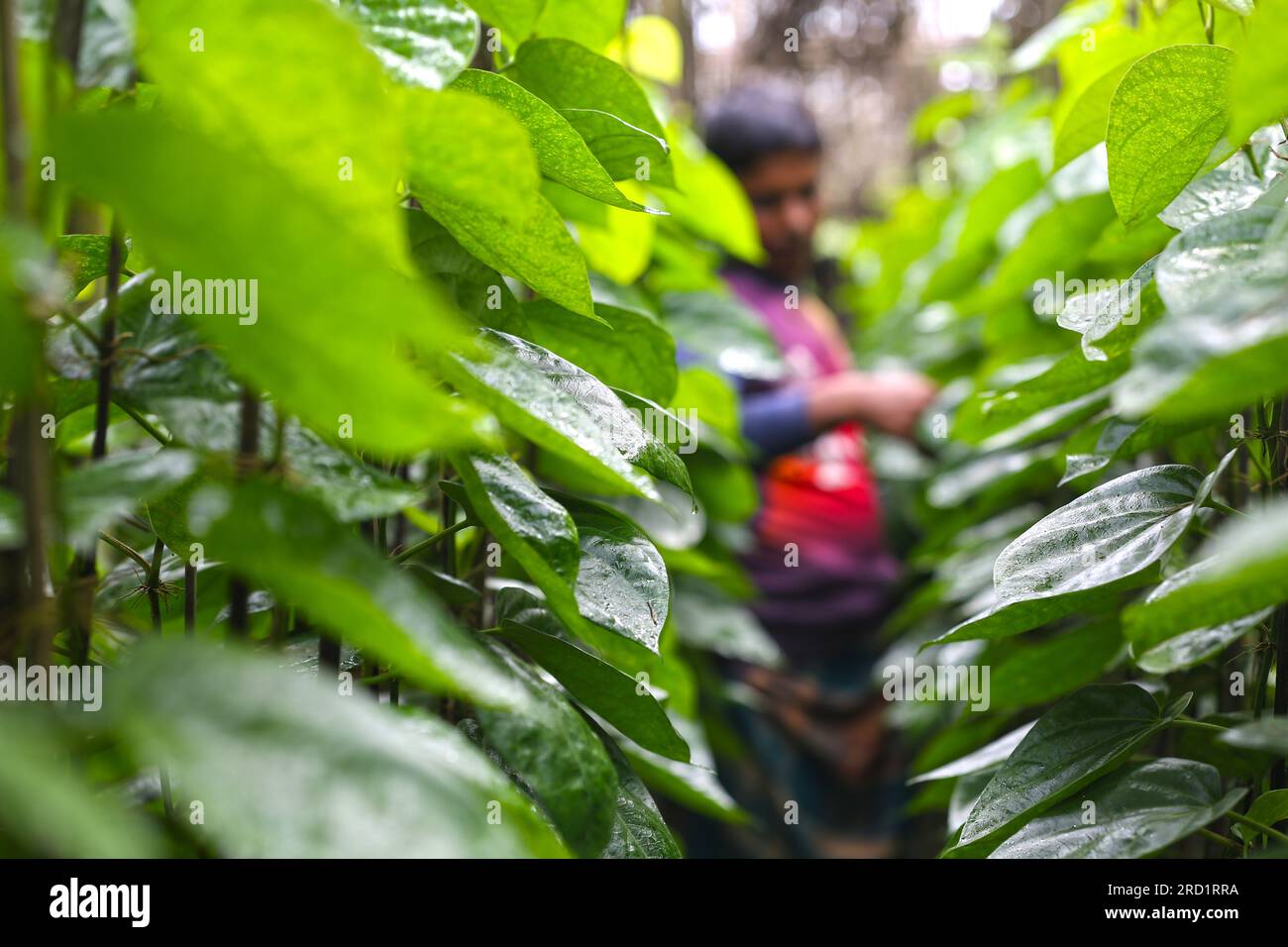 Bagerhat. 18th July, 2023. A farmer works at a betel field in Bagerhat, Bangladesh on July 16 ...