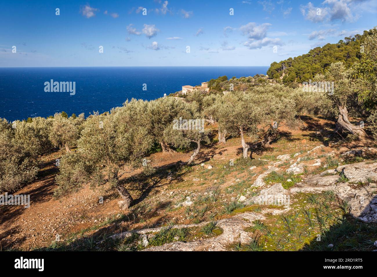 Olive grove hi-res stock photography and images - Alamy