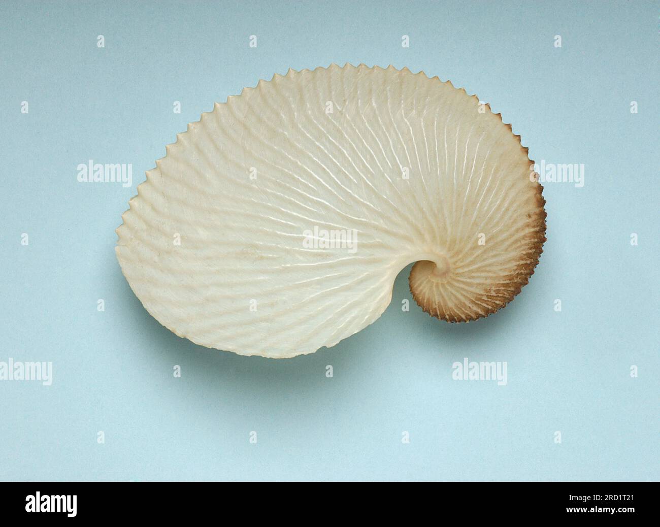 Argonata argo, Argonatidae Stock Photo - Alamy