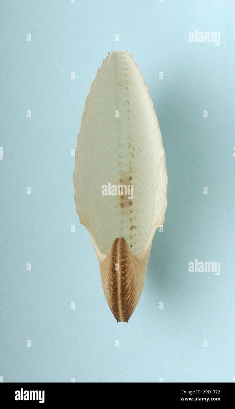 Argonata argo, Argonatidae Stock Photo - Alamy