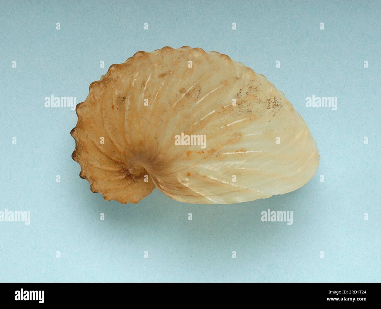 Argonauta hi-res stock photography and images - Alamy
