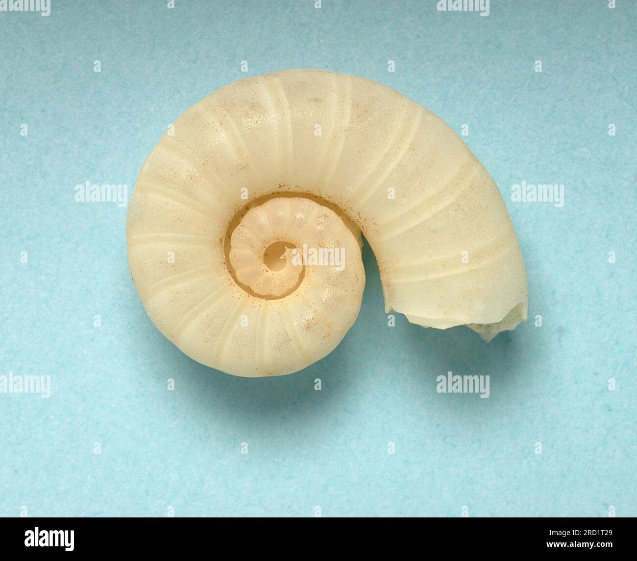 Spirula spirula, Spirulidae Stock Photo - Alamy