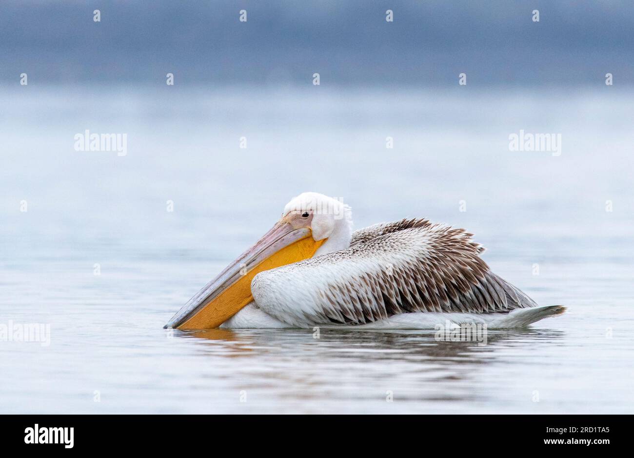 Wintering immature Great White Pelican (Pelecanus onocrotalus) during ...