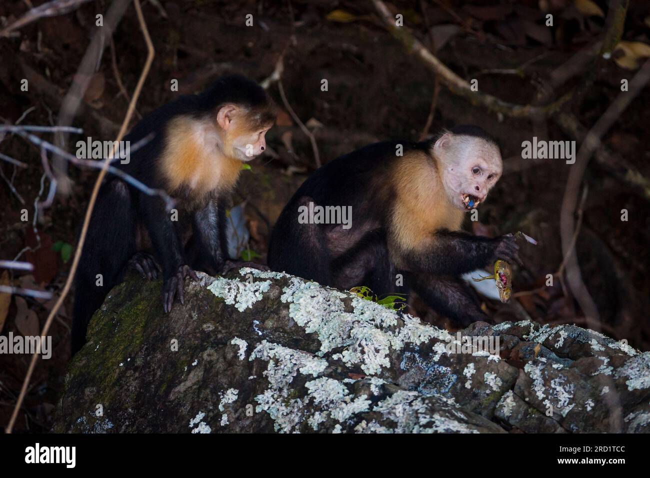 White-faced Capuchin, Cebus imitator, feeding on a Green Iguana at ...