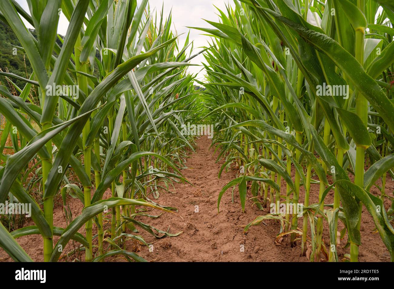 Corn field, cultivated corn cob start to grow, harvest in the summer ...