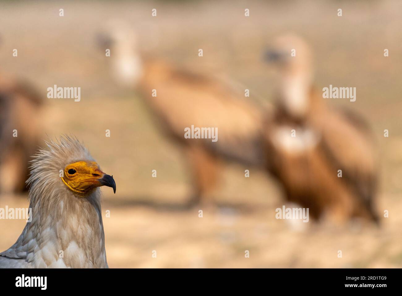 Adult Egyptian Vulture (Neophron percnopterus) in Extremadura, Spain ...