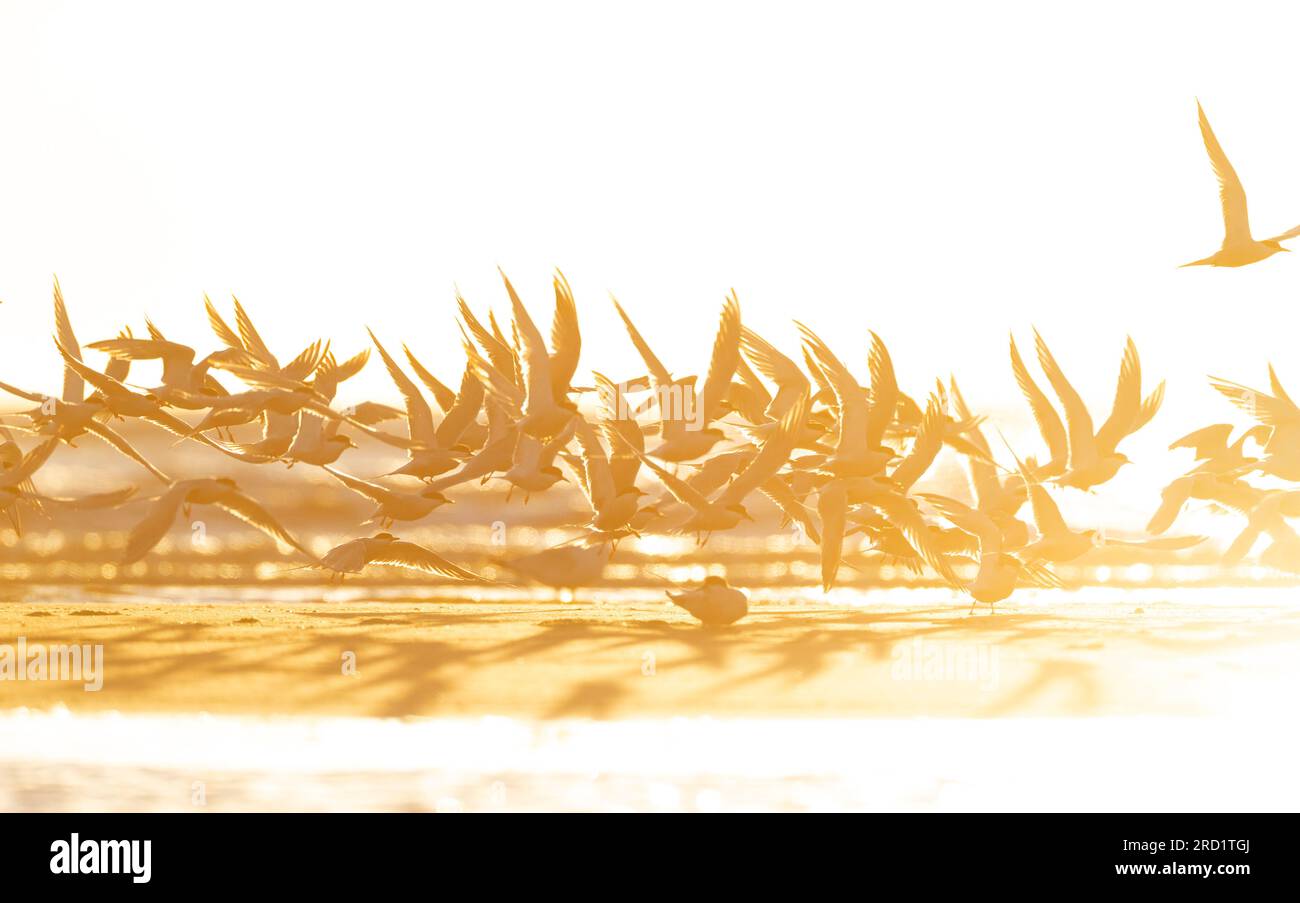 Flock of migrant Common Terns (Sterna hirundo) taking off during the ...