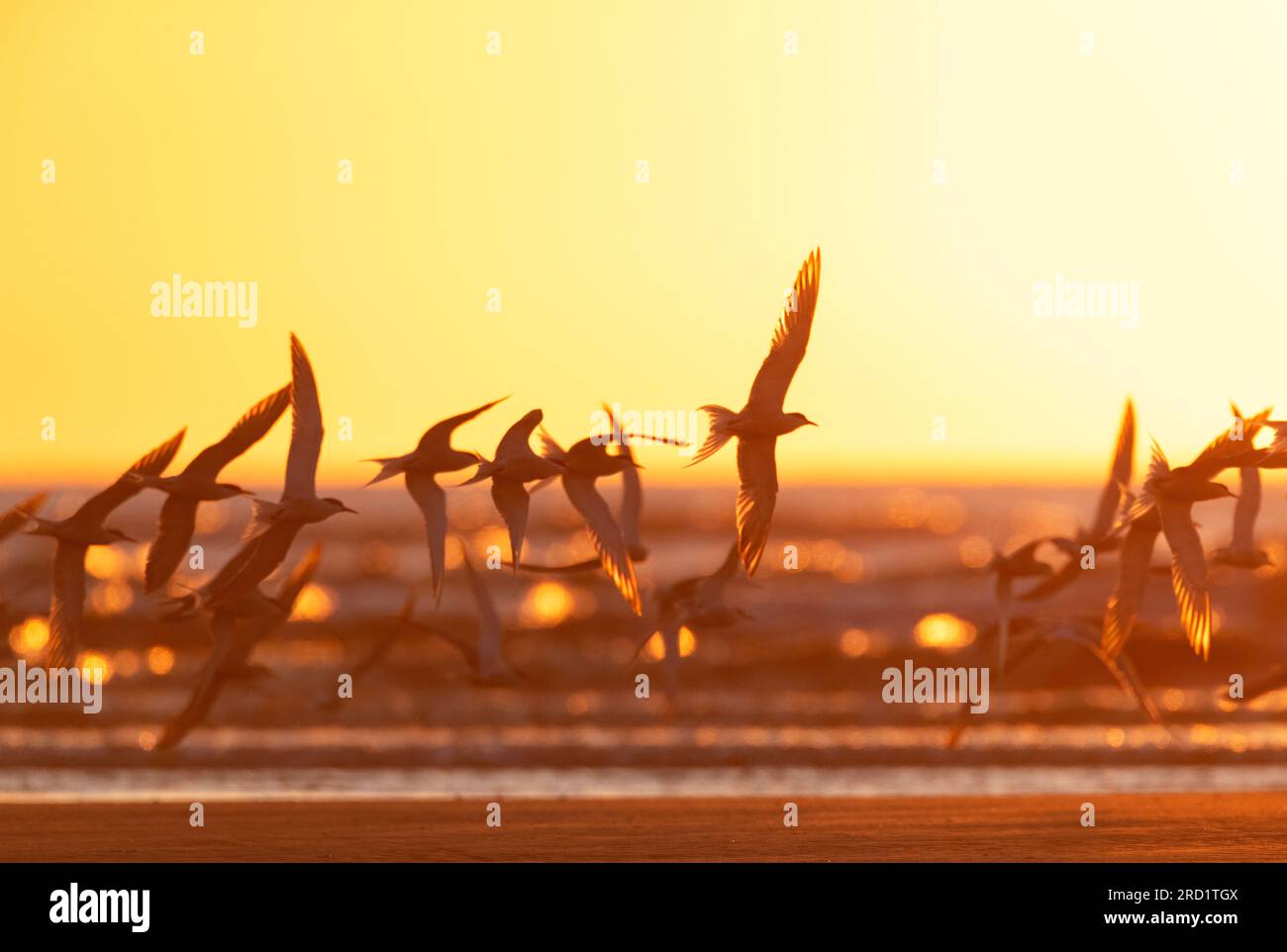 Flock of migrant Common Terns (Sterna hirundo) resting in the evening ...