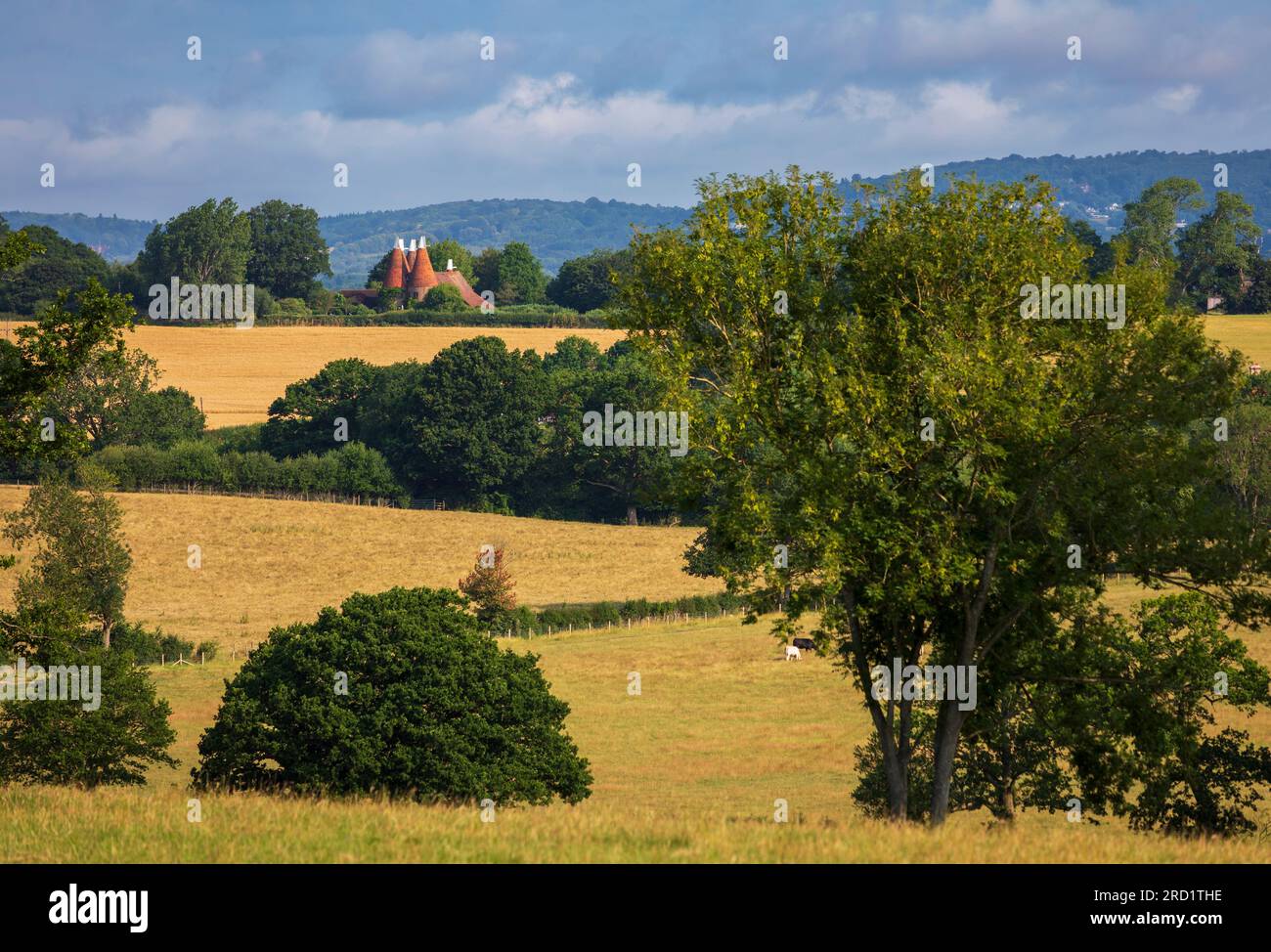 Iconic Oast houses in the Kent countryside between Penshurst and Hever ...