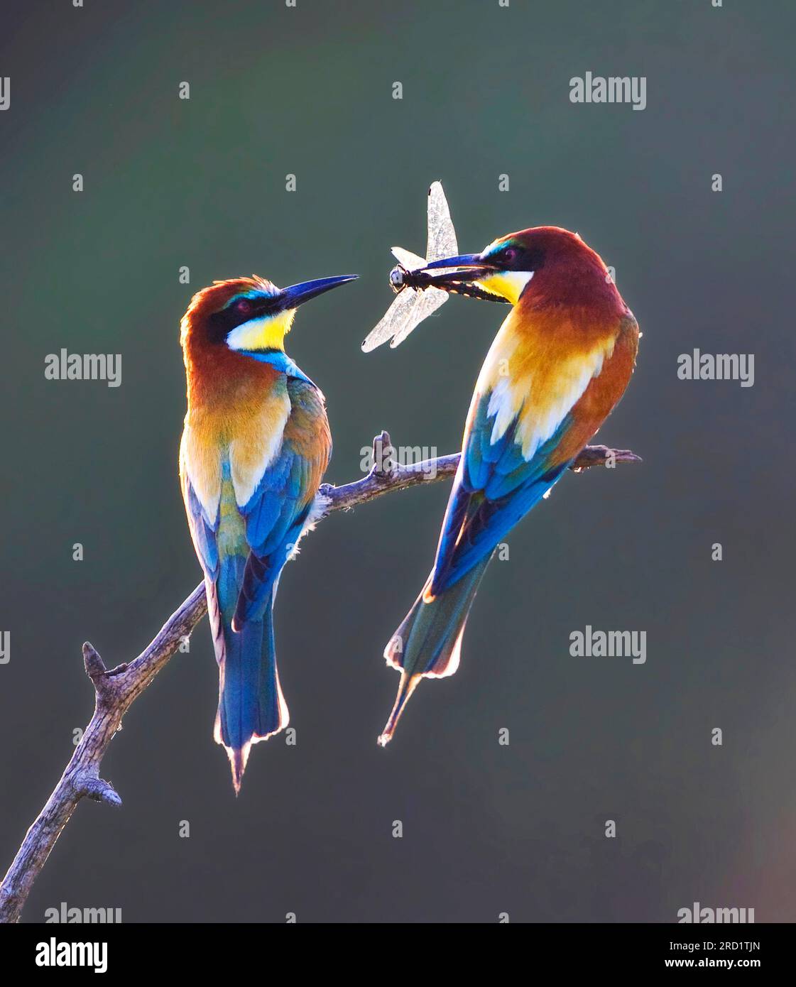 Pair of European Bee-eaters (Merops apiaster) sittong on a branch ...