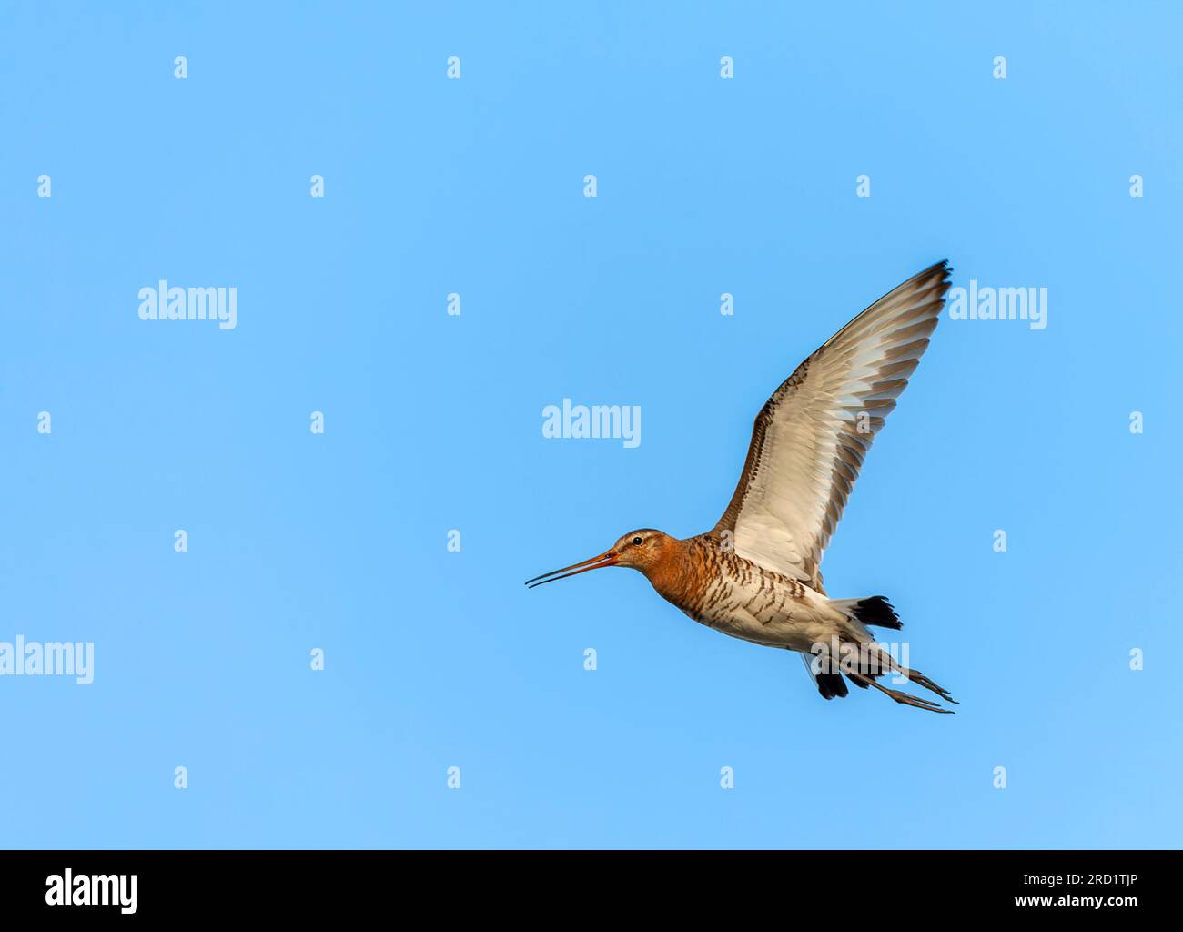 Limosa species hi-res stock photography and images - Alamy
