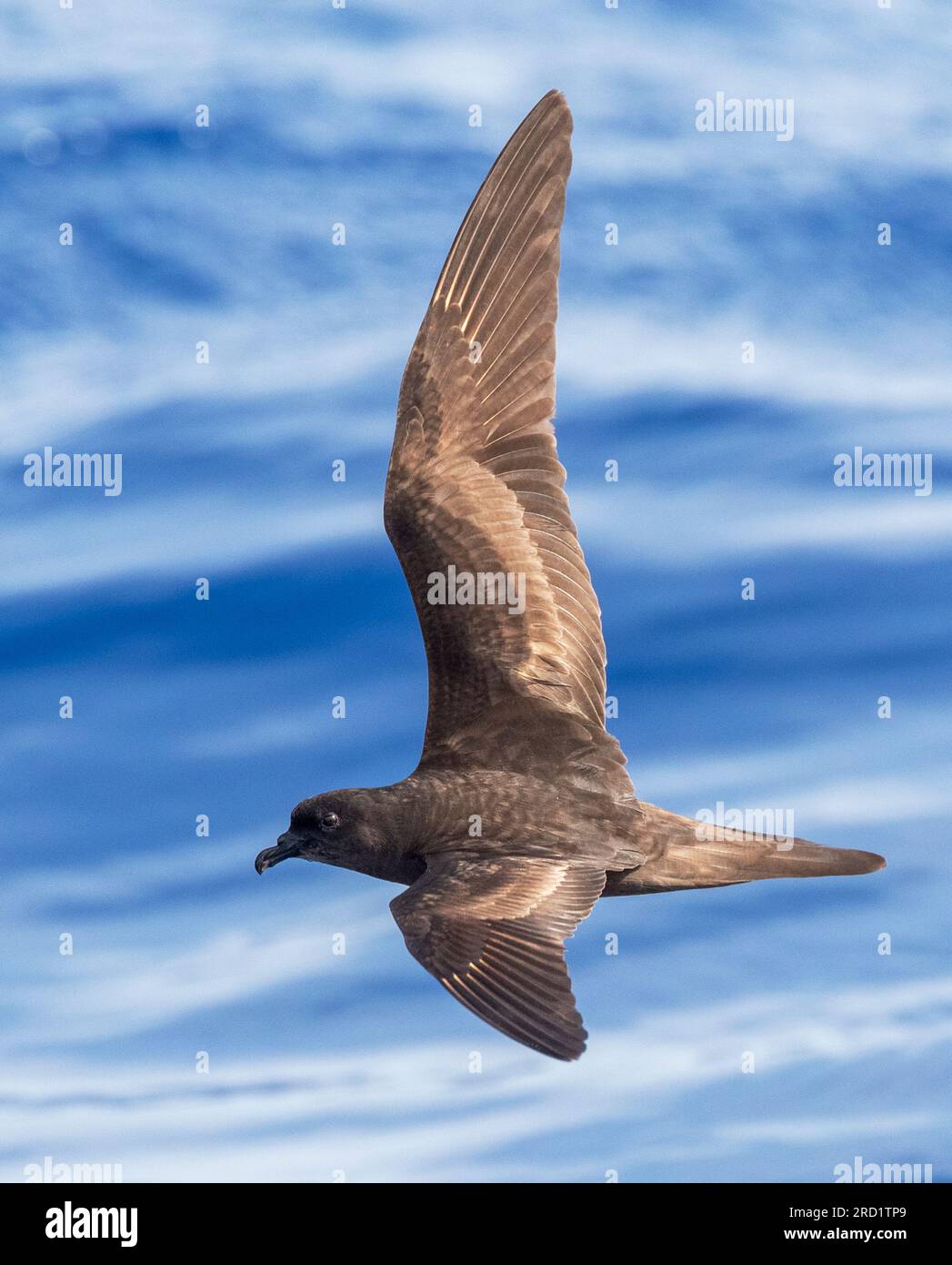 Bulwer's Petrel (Bulweria bulwerii) in flight over the Atlantic Ocean ...