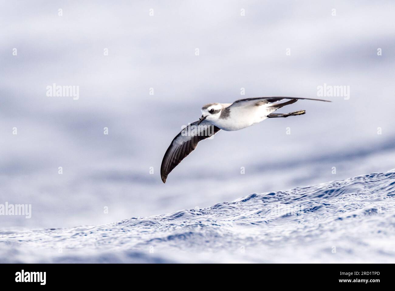 White-faced Storm Petrel (Pelagodroma marina) foraging on the Atlantic ...