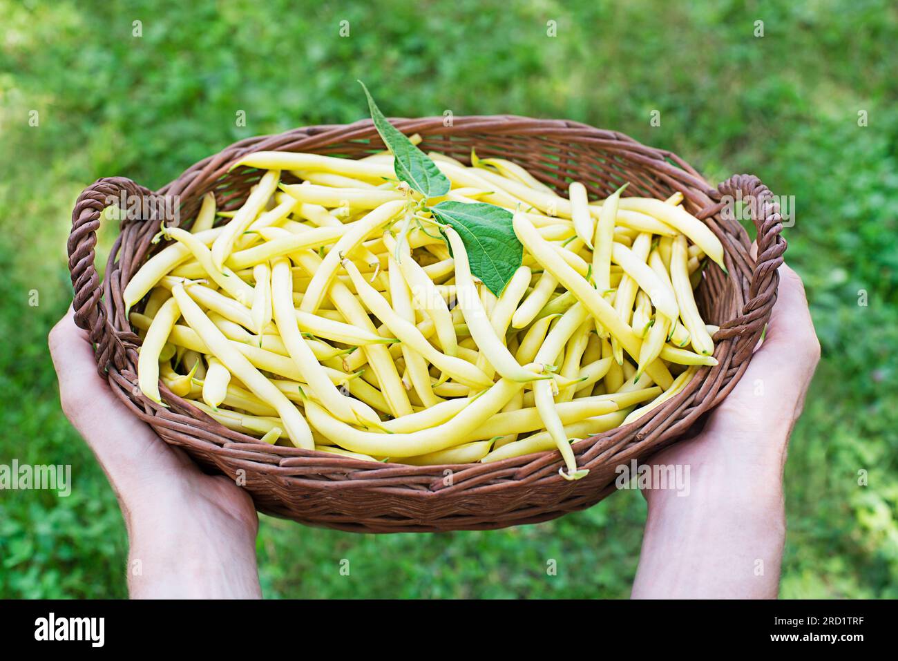 Close up of fresh plucked yellow string beans in basket in woman hands ...
