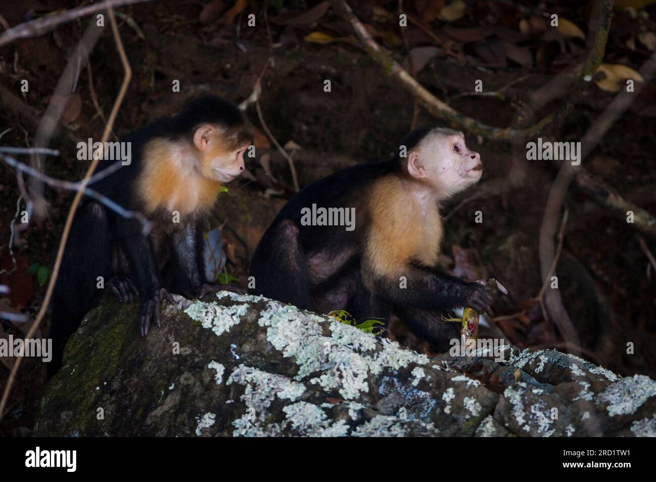 Coiba island capuchin hi-res stock photography and images - Alamy