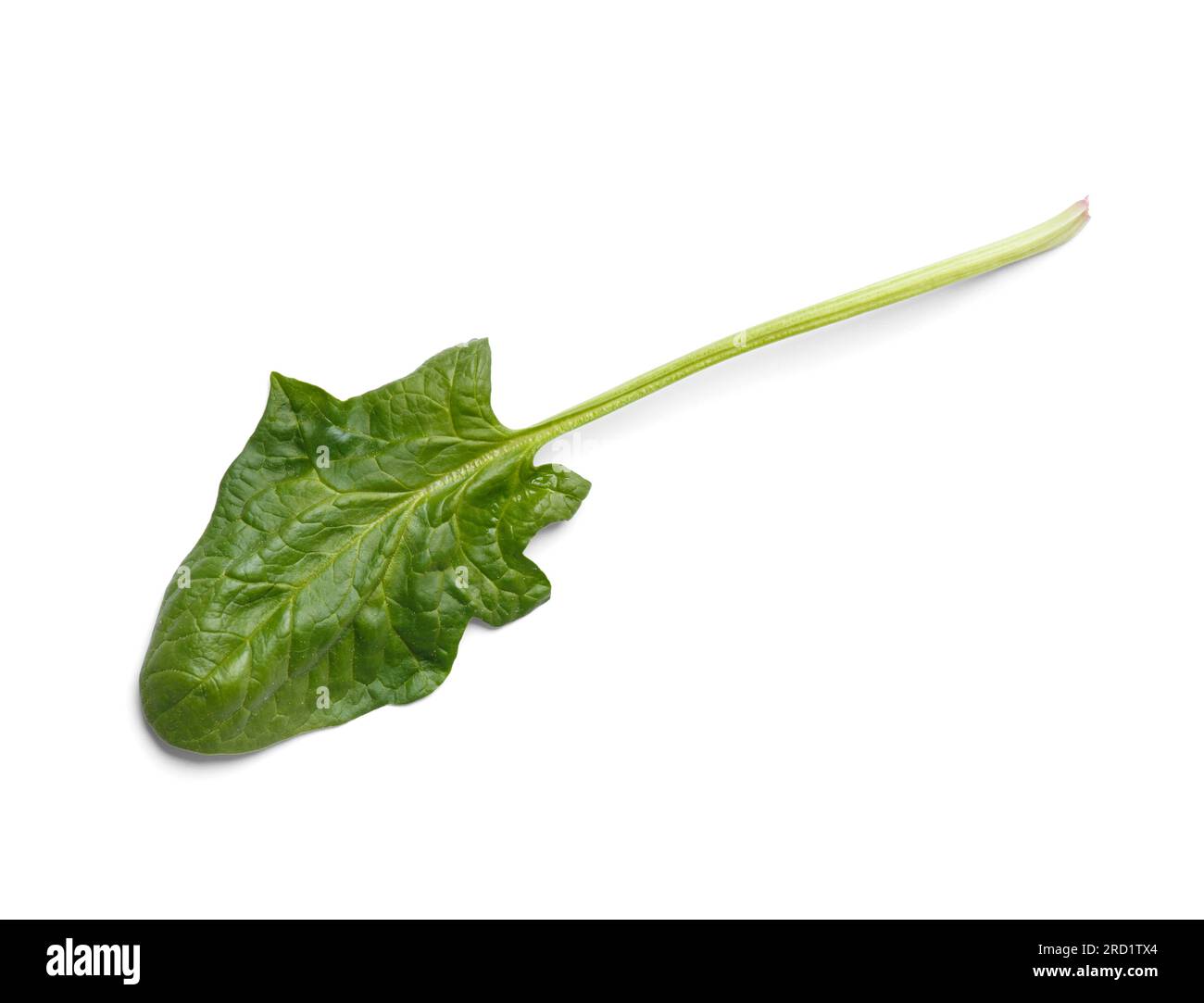 Leaf of fresh green organic spinach on a white background close-up, top ...