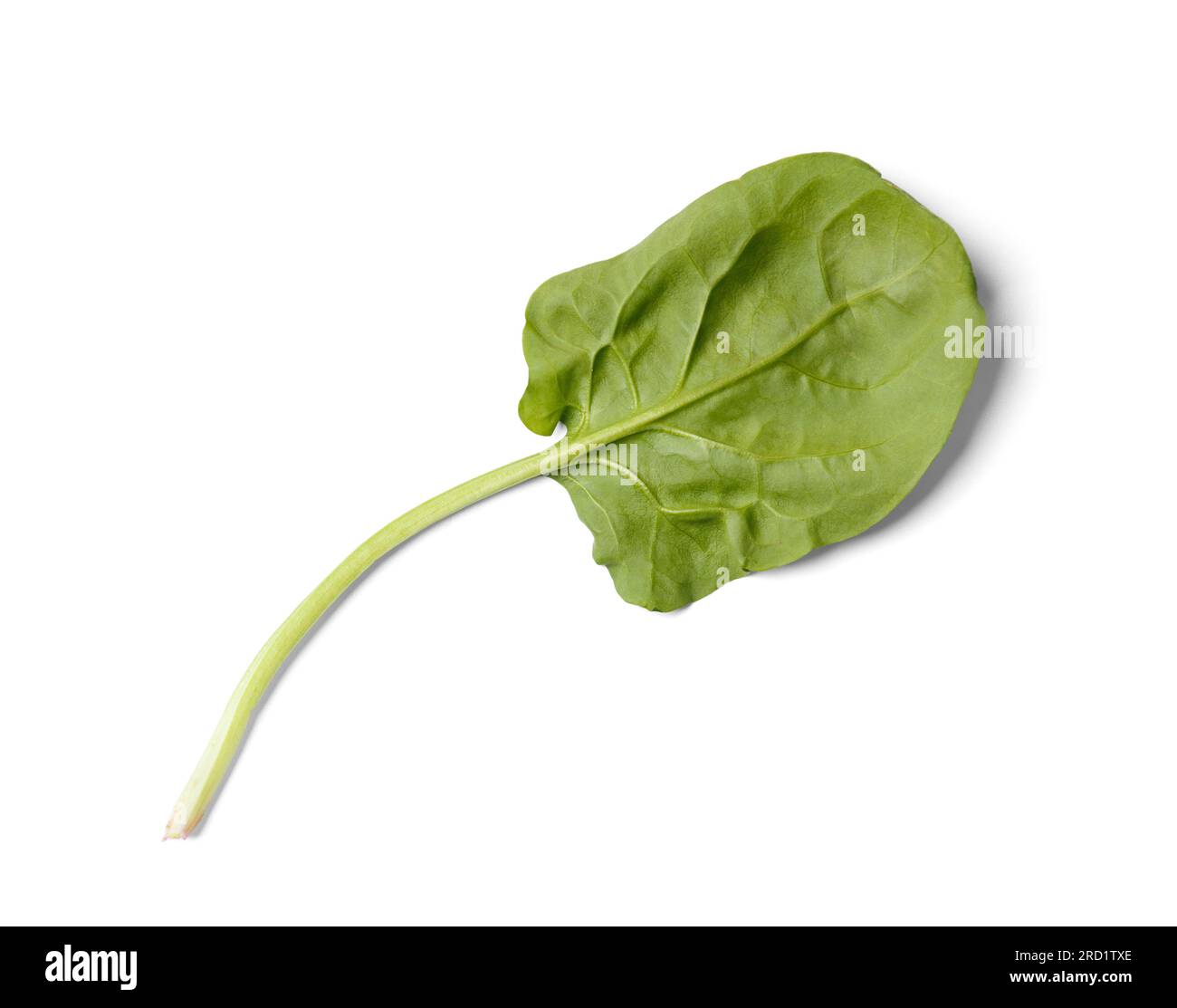 The reverse of a leaf hi-res stock photography and images - Alamy