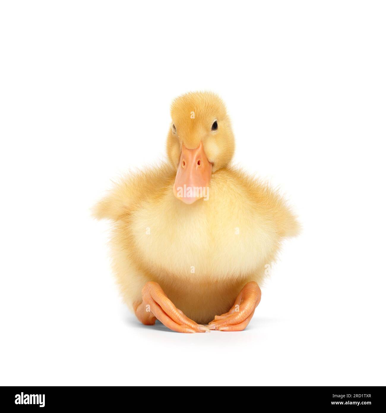 Funny cute curious little duckling sits on a white background, funny ...
