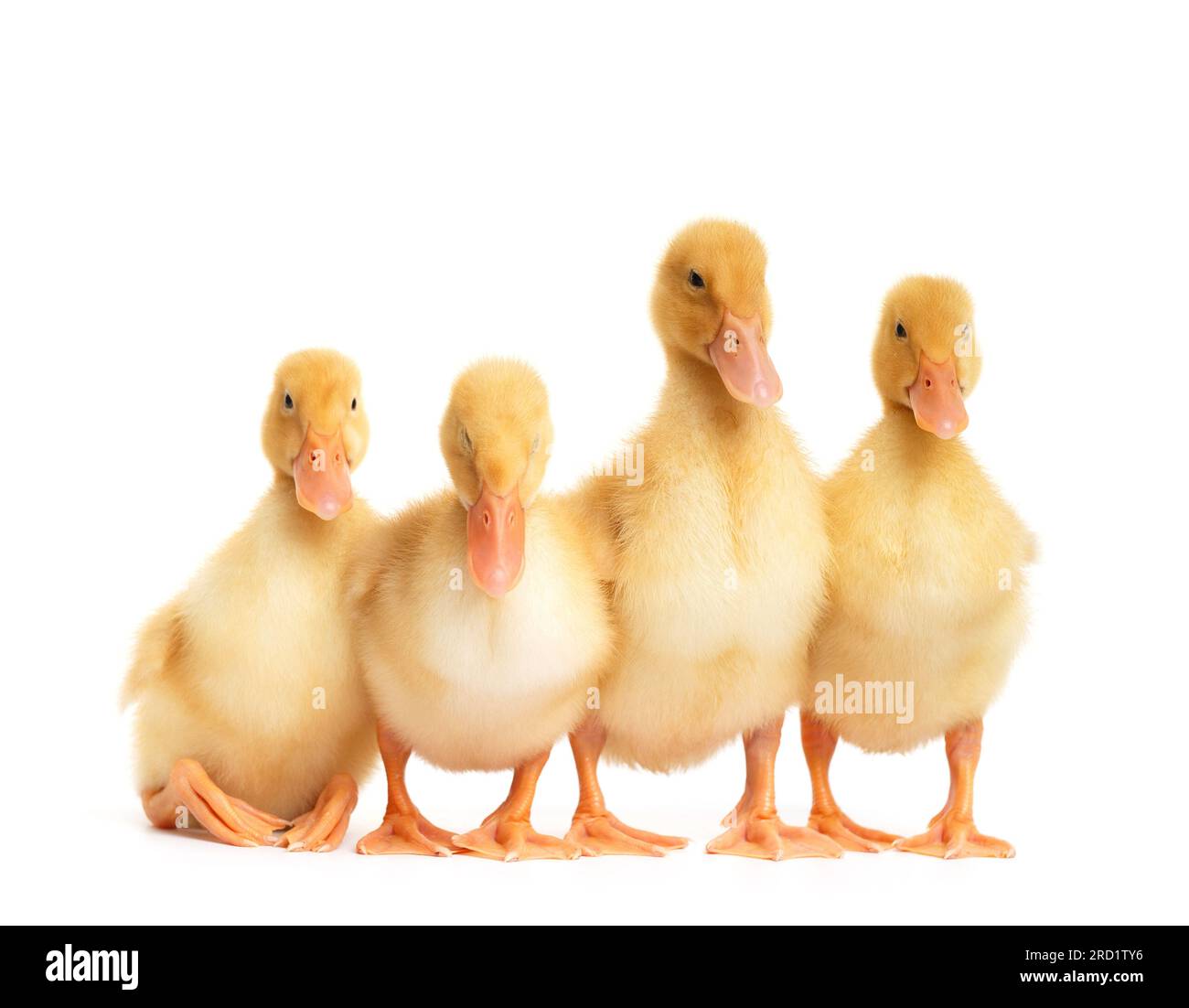 Several cute ducklings in funny poses on white isolated. Little curious ...