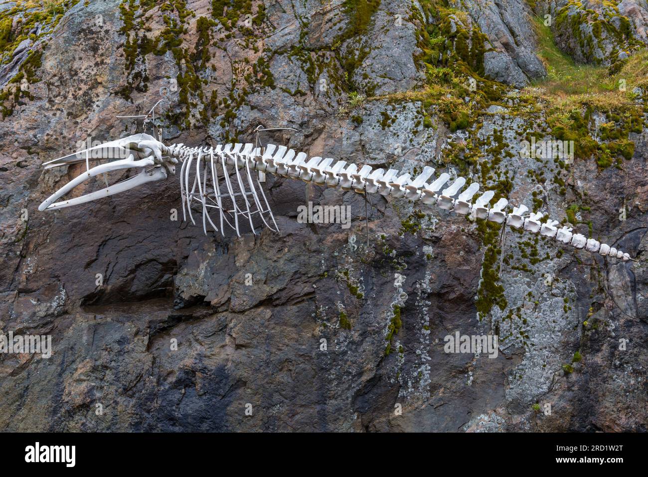 Skeleton of Minke whale hanging on wall at Maniitsoq (also known as ...