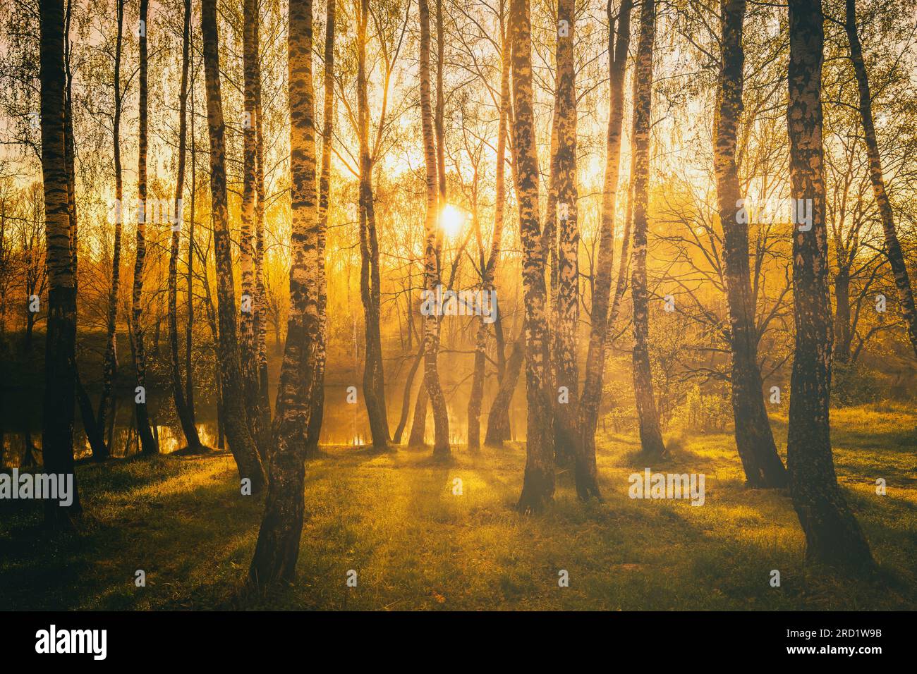 Sunset or sunrise in a spring birch forest with bright young foliage ...