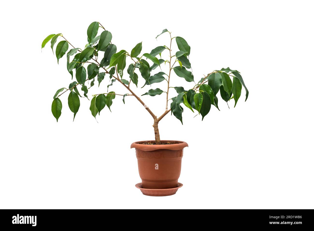 Ficus benjamina in a pot isolated on white background Stock Photo - Alamy