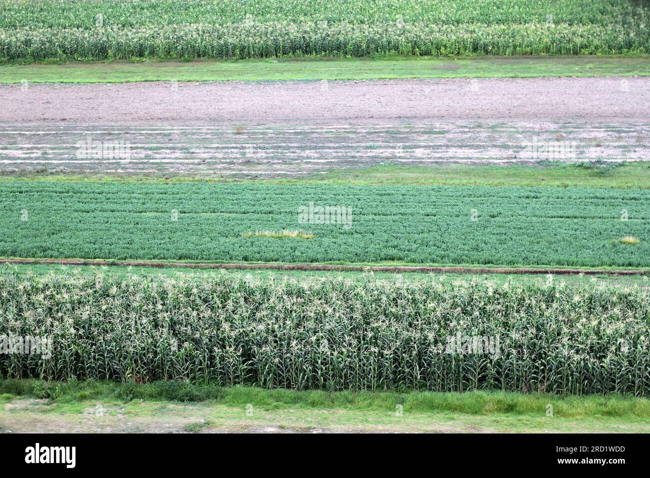 Geometrically planted green plant crops on a farm in the middle of the ...